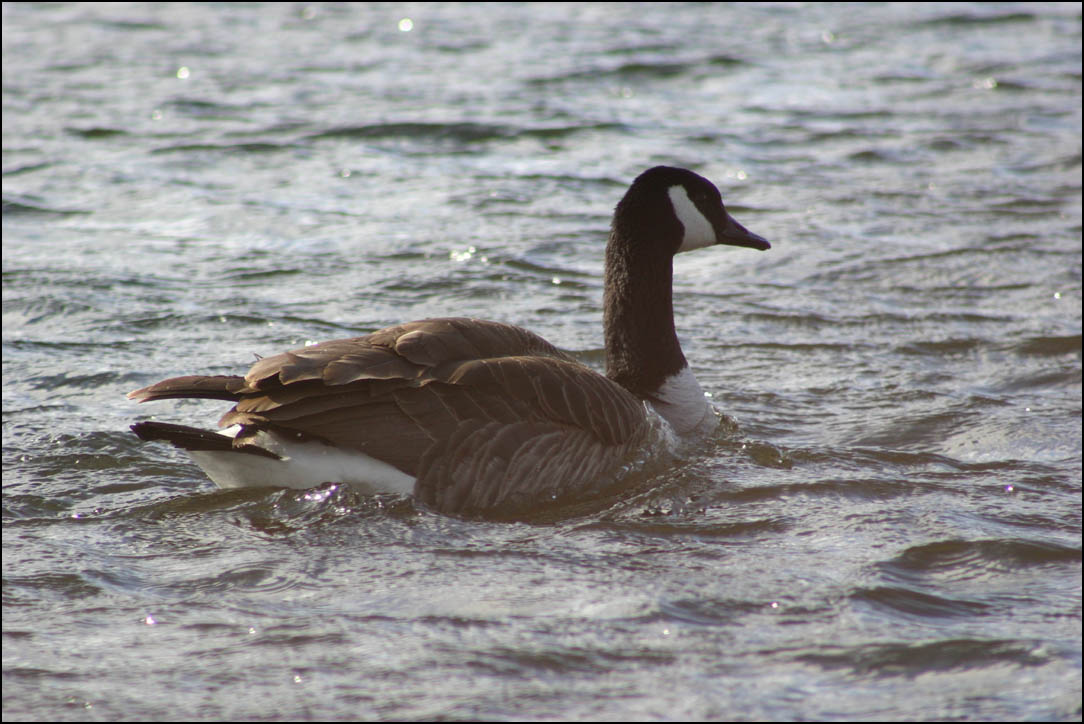 RP - Full Size Goose